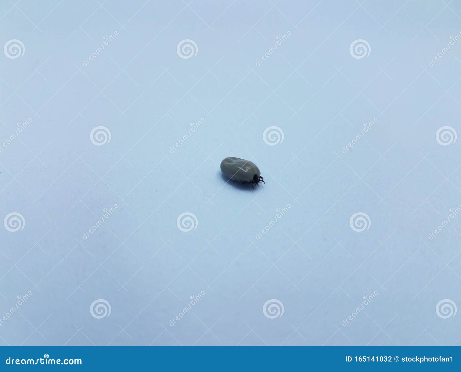 Tick Insect Engorged with Blood on White Background Stock Photo - Image ...