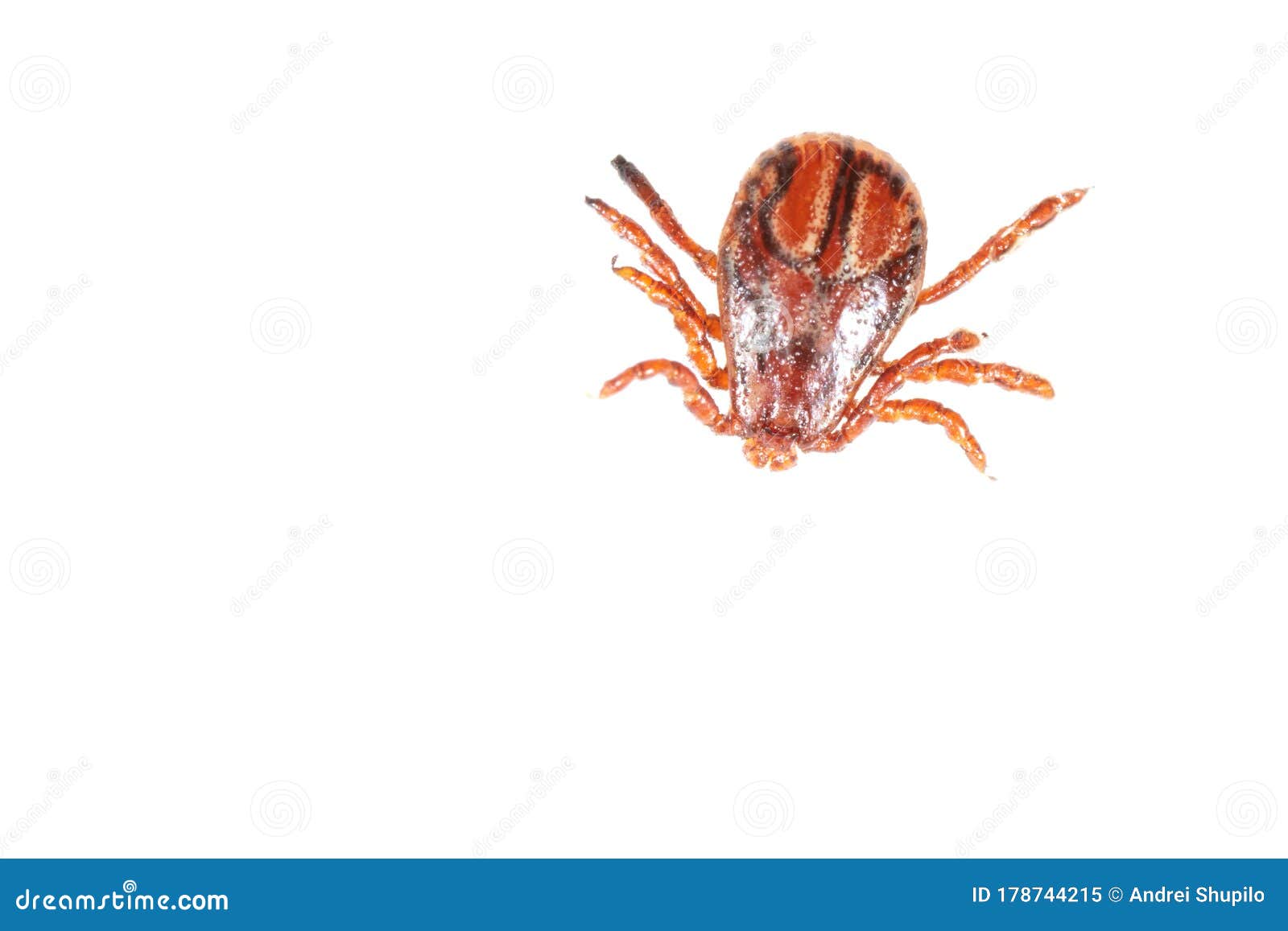 Tick Isolated on a White Background. Insect Carrier of Diseases Stock ...