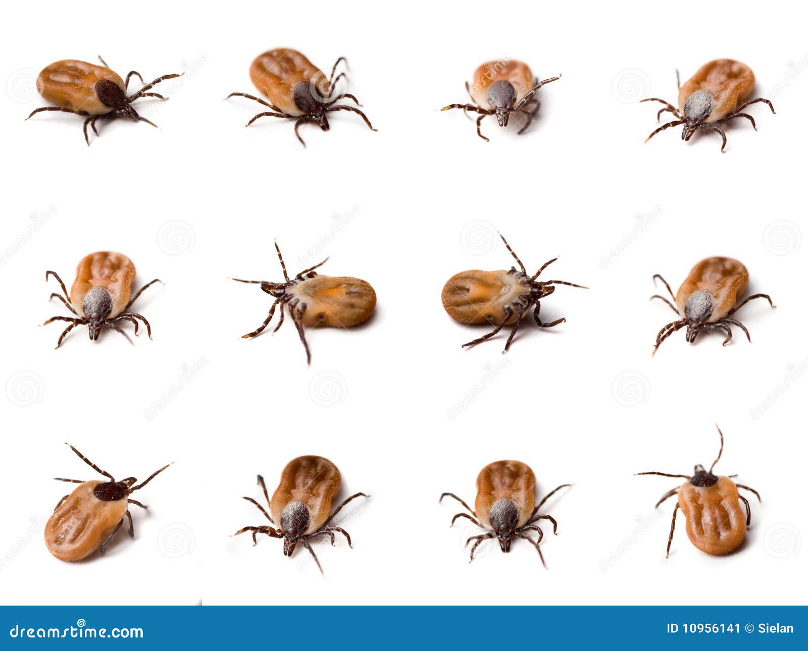 Tick (Ixodes Ricinus) Close Up Stock Image - Image of horizontal, white ...