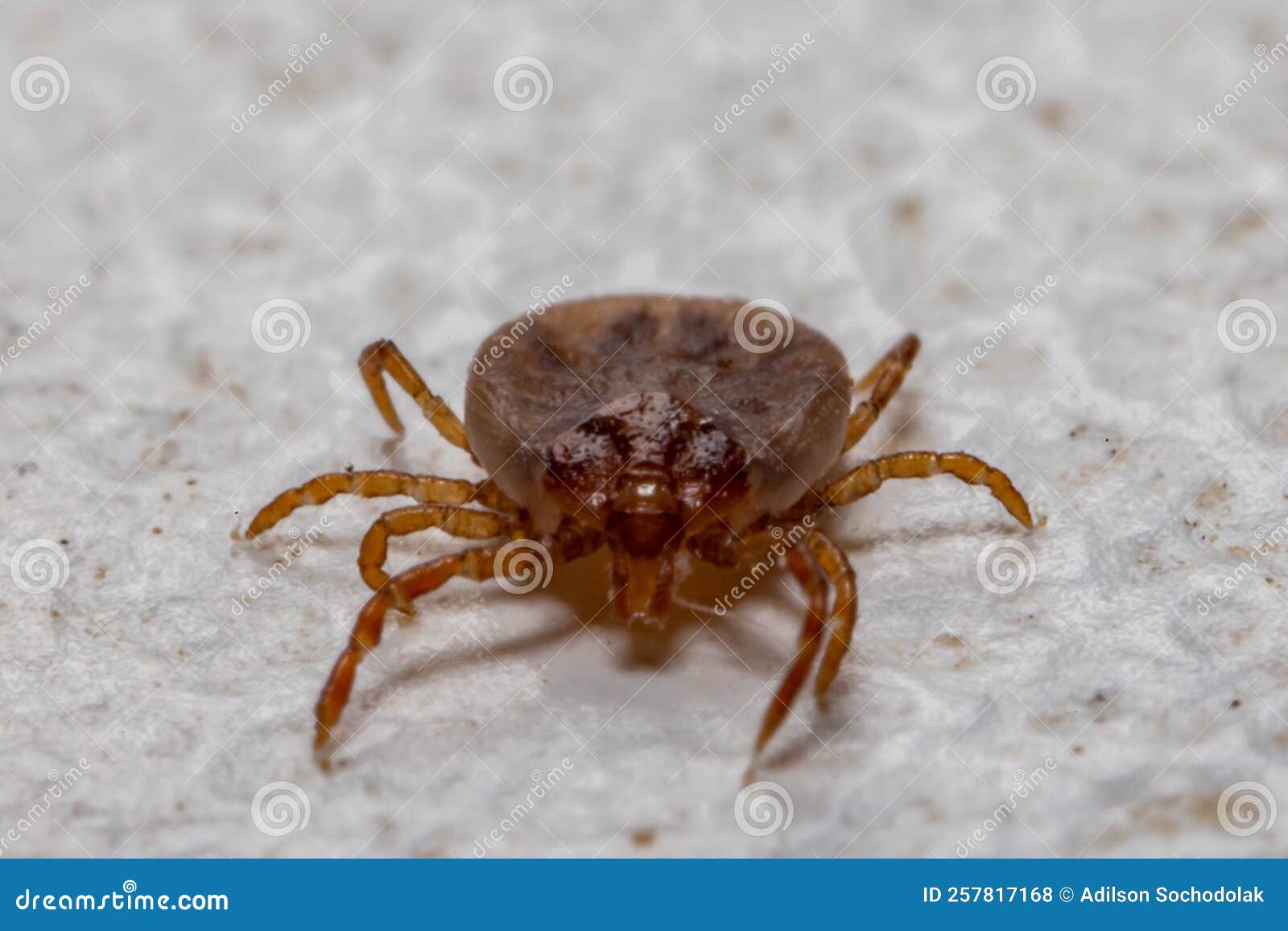 Tick (Ixodidae) in Macro Photo and Has Selective Focus. Portrait. Stock ...