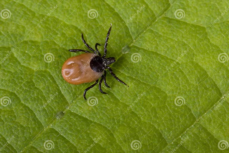 Tick on leaf stock photo. Image of ixodes, ixodid, closeup - 23974760