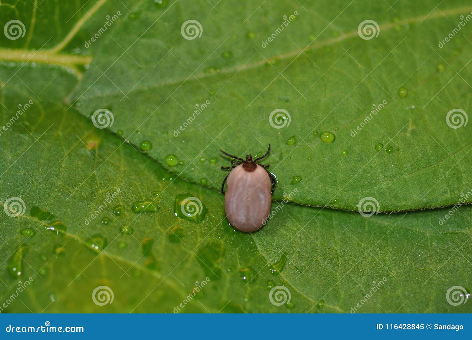Tick on a leaf stock image. Image of bacterial, body - 116428845
