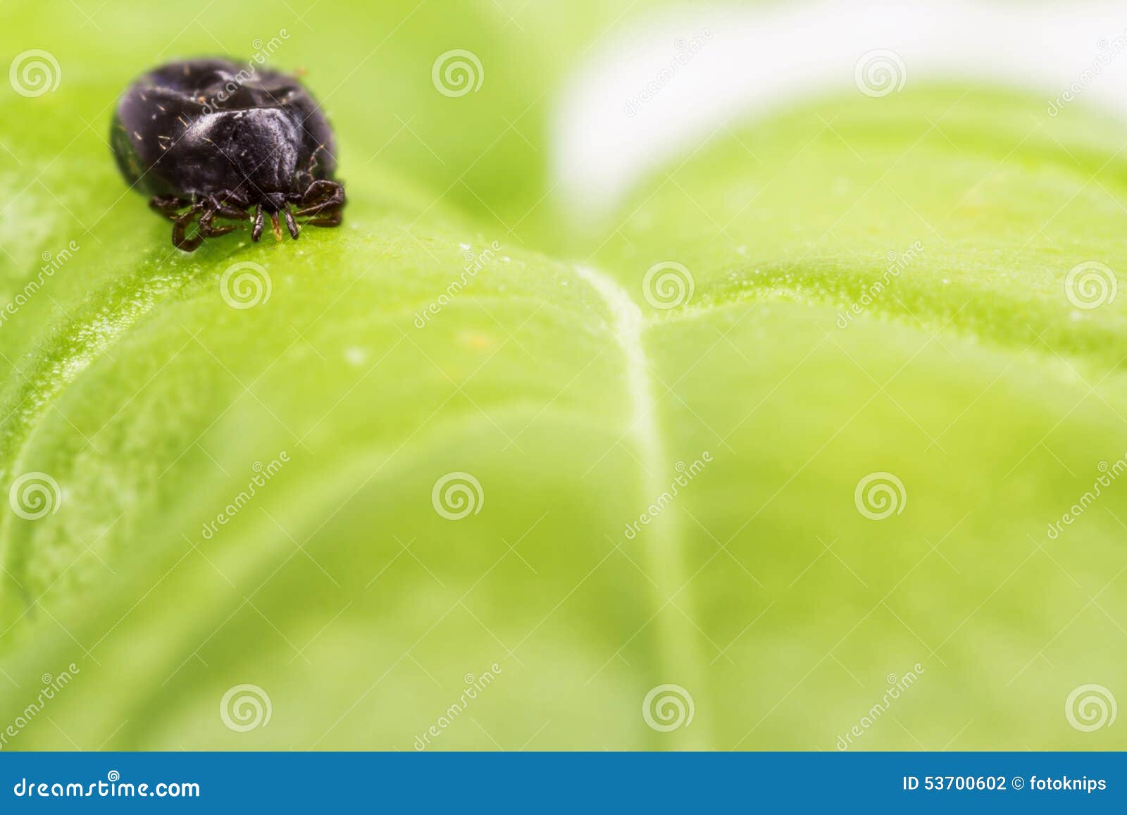 Tick on leaf stock photo. Image of babesiosis, proboscis - 53700602