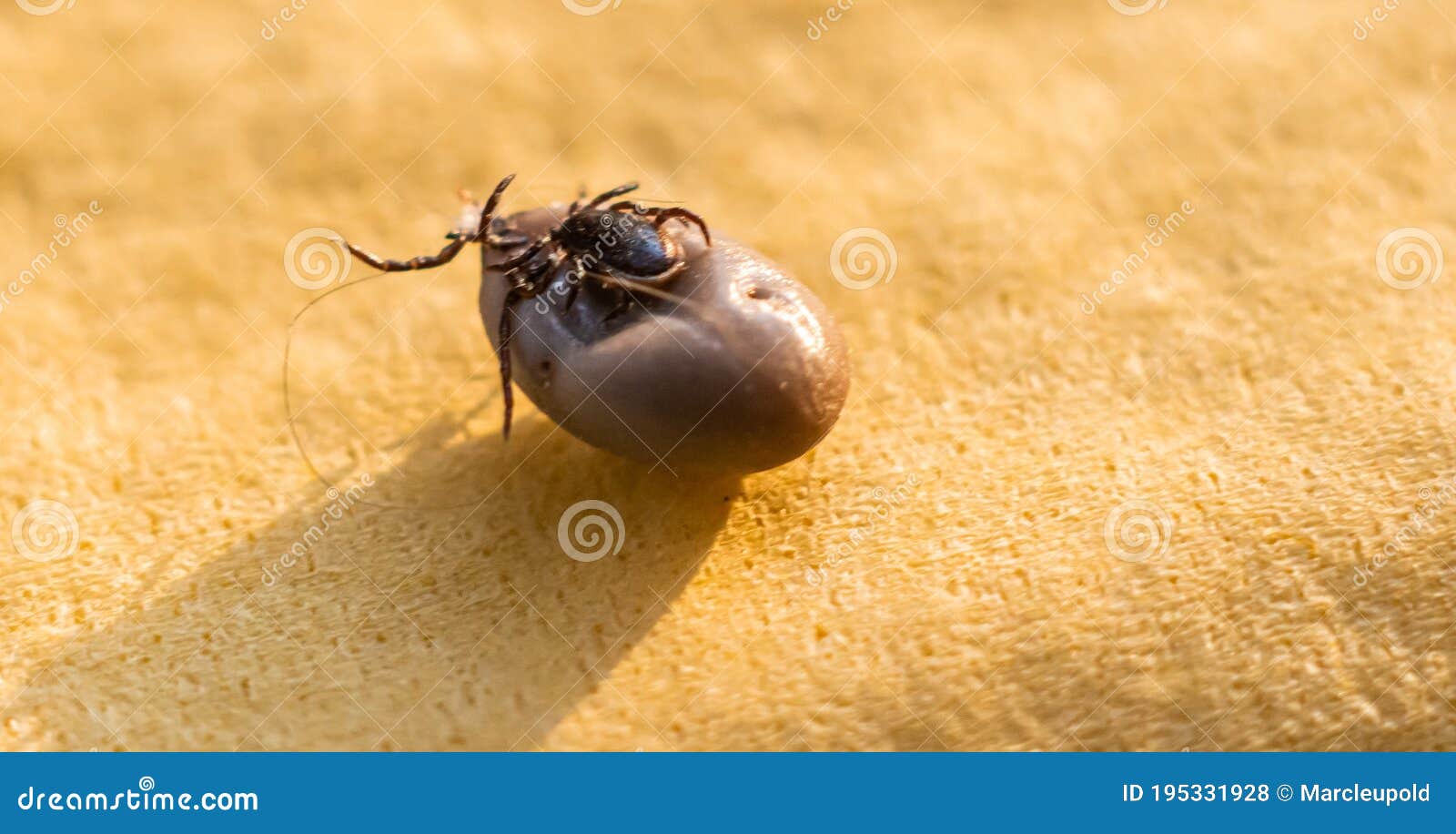 Tick Mating stock photo. Image of borne, hedgehog, blood - 195331928
