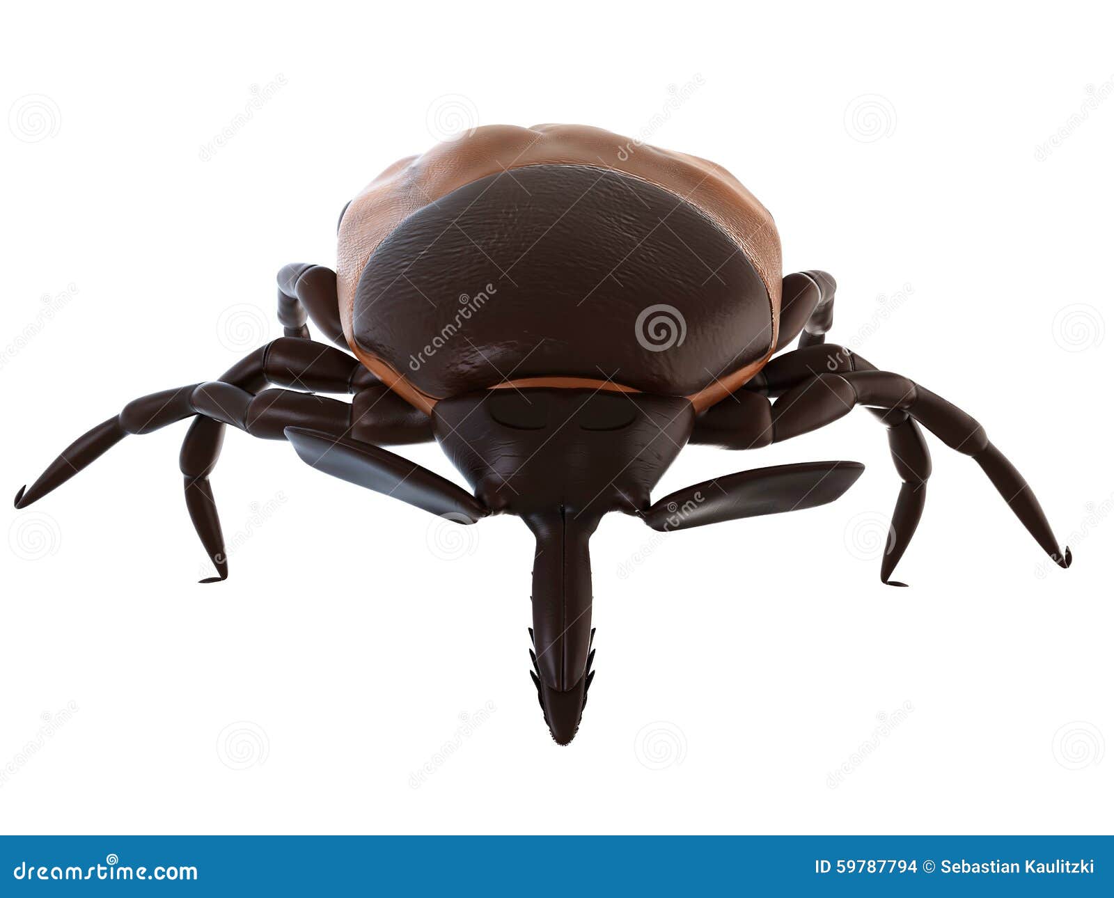 A tick stock illustration. Illustration of biology, science - 59787794
