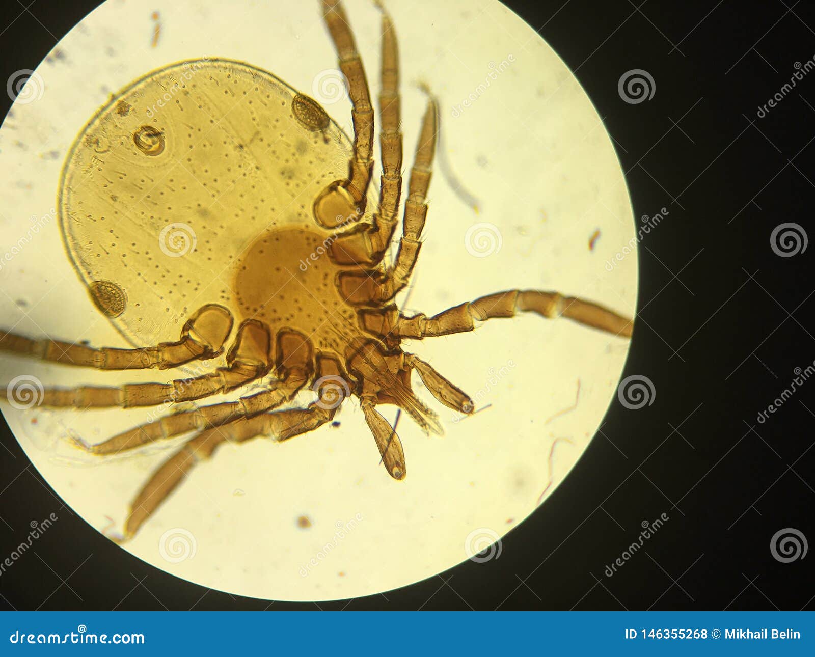 Tick stock photo. Image of small, zeiss, microphotography - 146355268