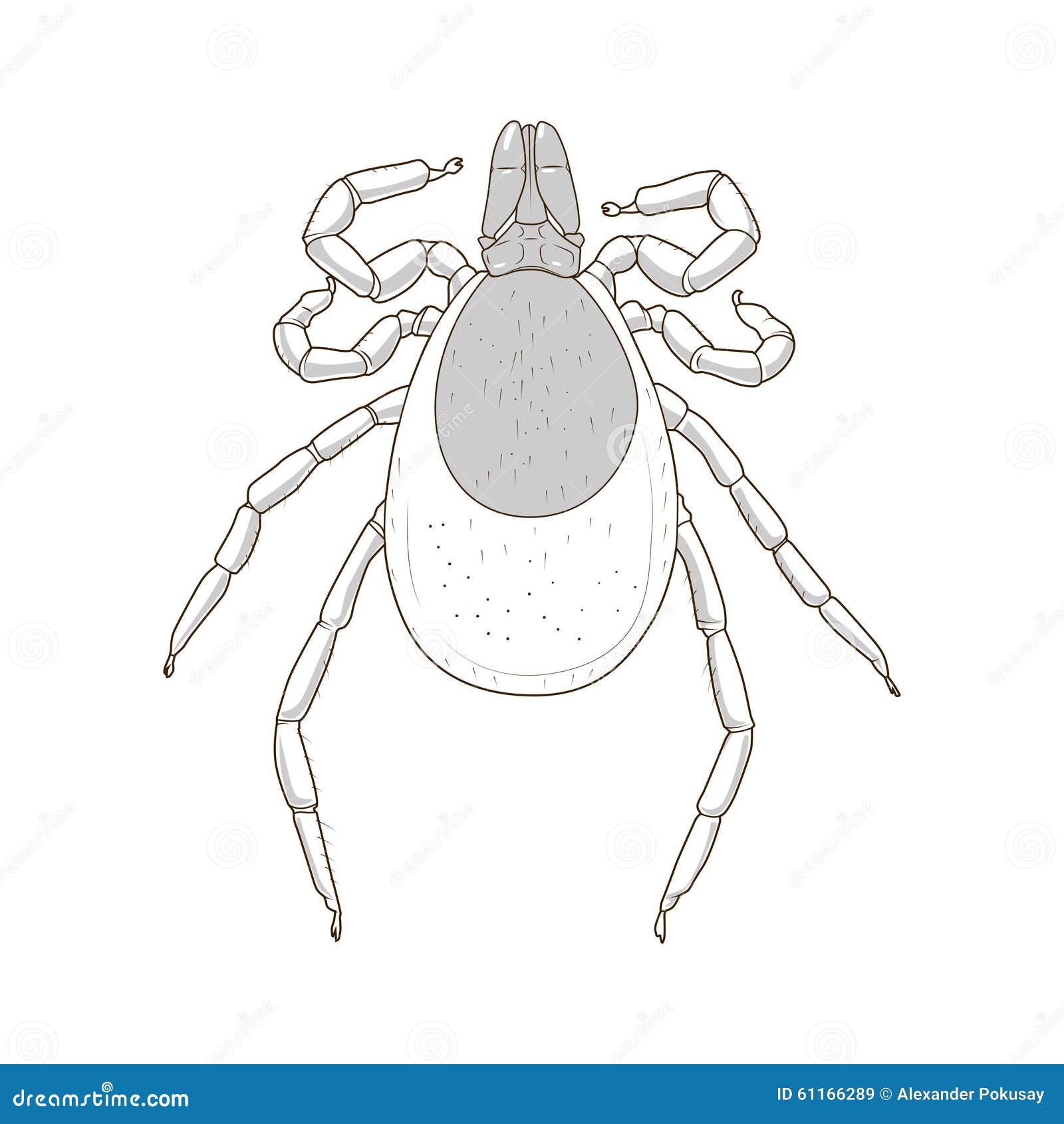 Tick Mite Insect Vector Illustration Stock Vector - Illustration of ...