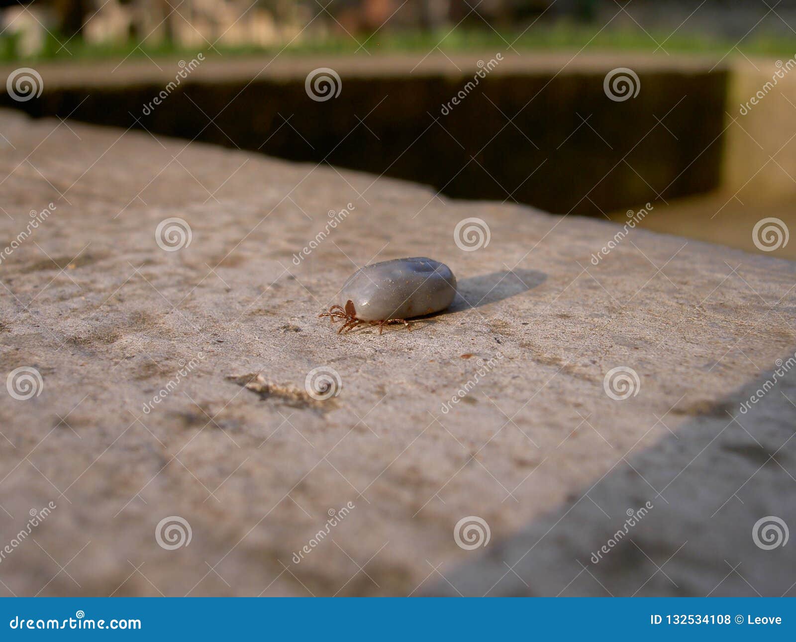 Tick, Mite, Parasite, Full Blood after the Attack Stock Photo - Image ...