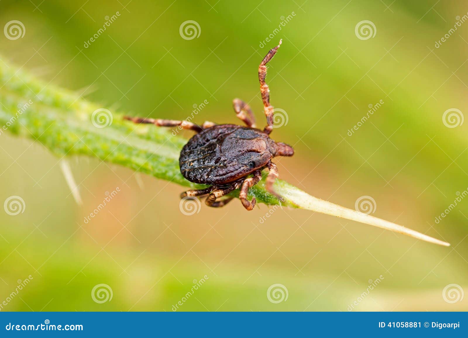 Tick stock image. Image of pest, acari, arachinoid, nature - 41058881