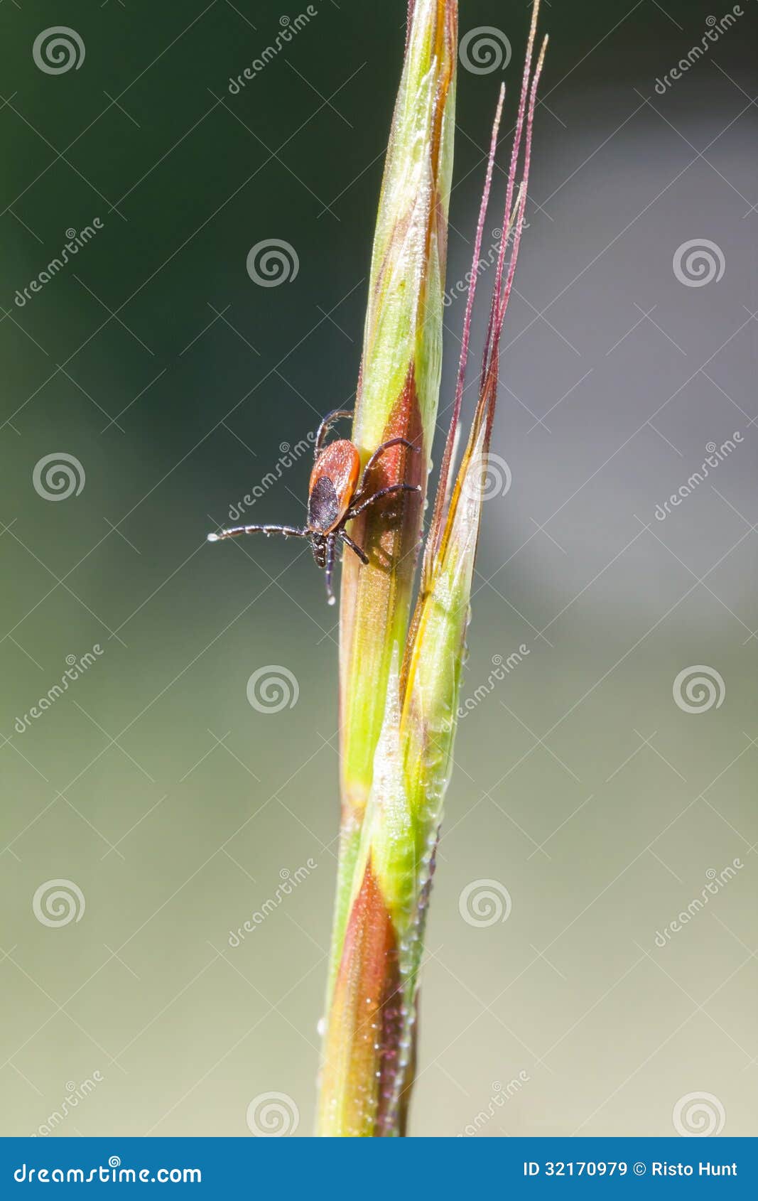 Tick on a plant straw stock image. Image of pest, plant - 32170979