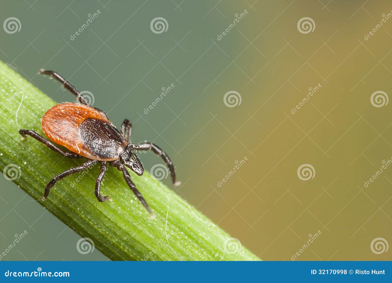 Tick on a plant straw stock photo. Image of arthropod - 32170998