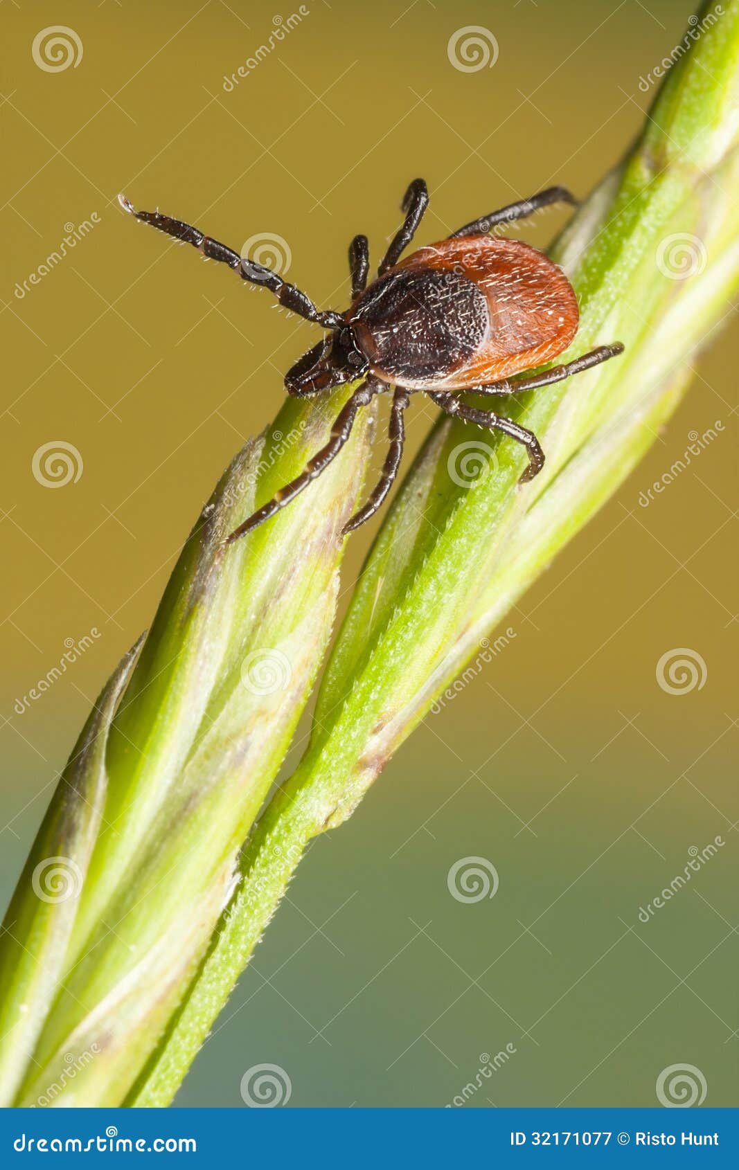 Tick on a plant straw stock image. Image of borreliosis - 32171077