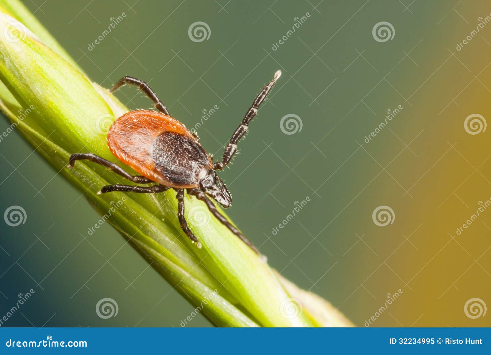 Tick on a plant straw stock image. Image of ixodidae - 32234995
