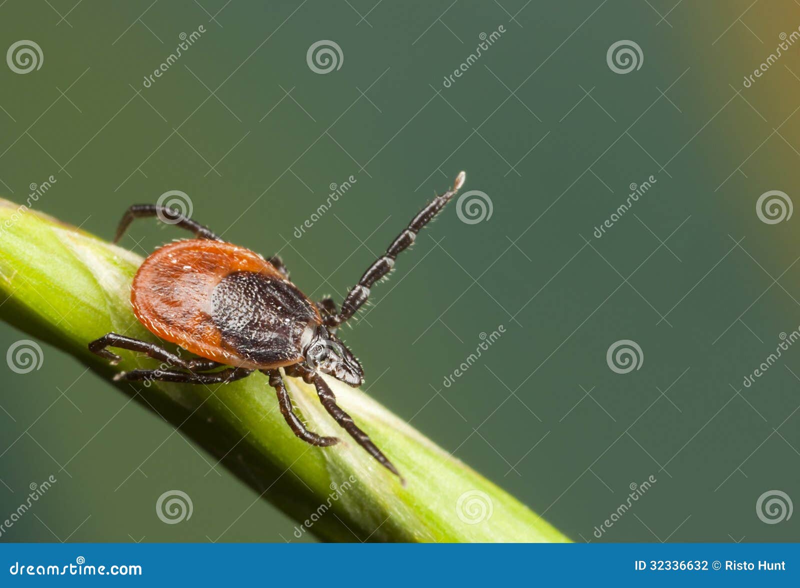 Tick on a plant straw stock photo. Image of poisonous - 32336632