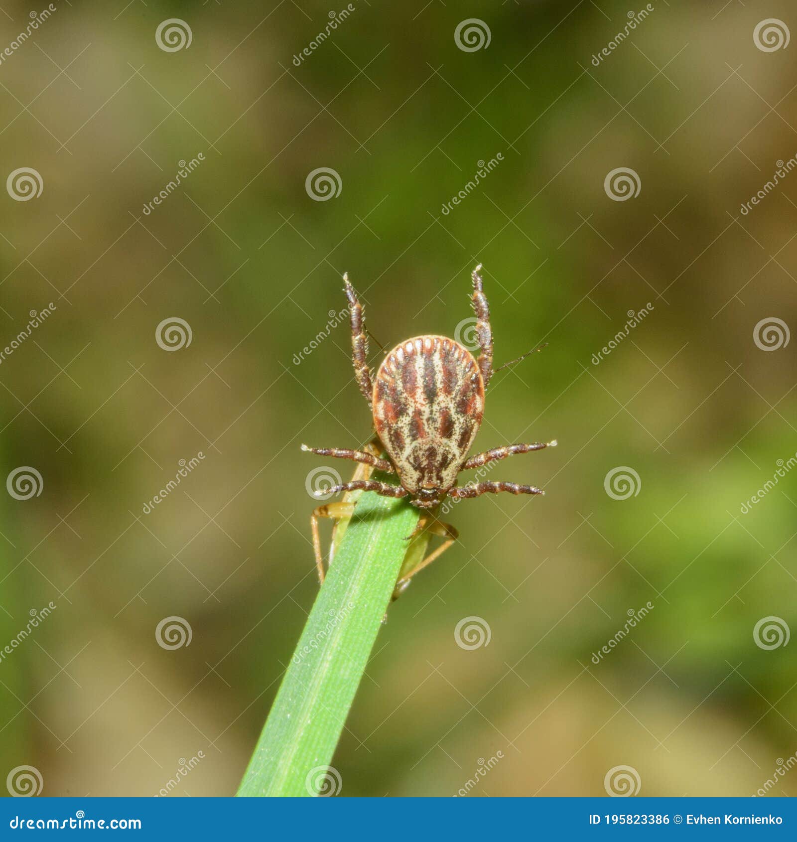 Tick on a plant straw stock photo. Image of tick, arachnid - 195823386