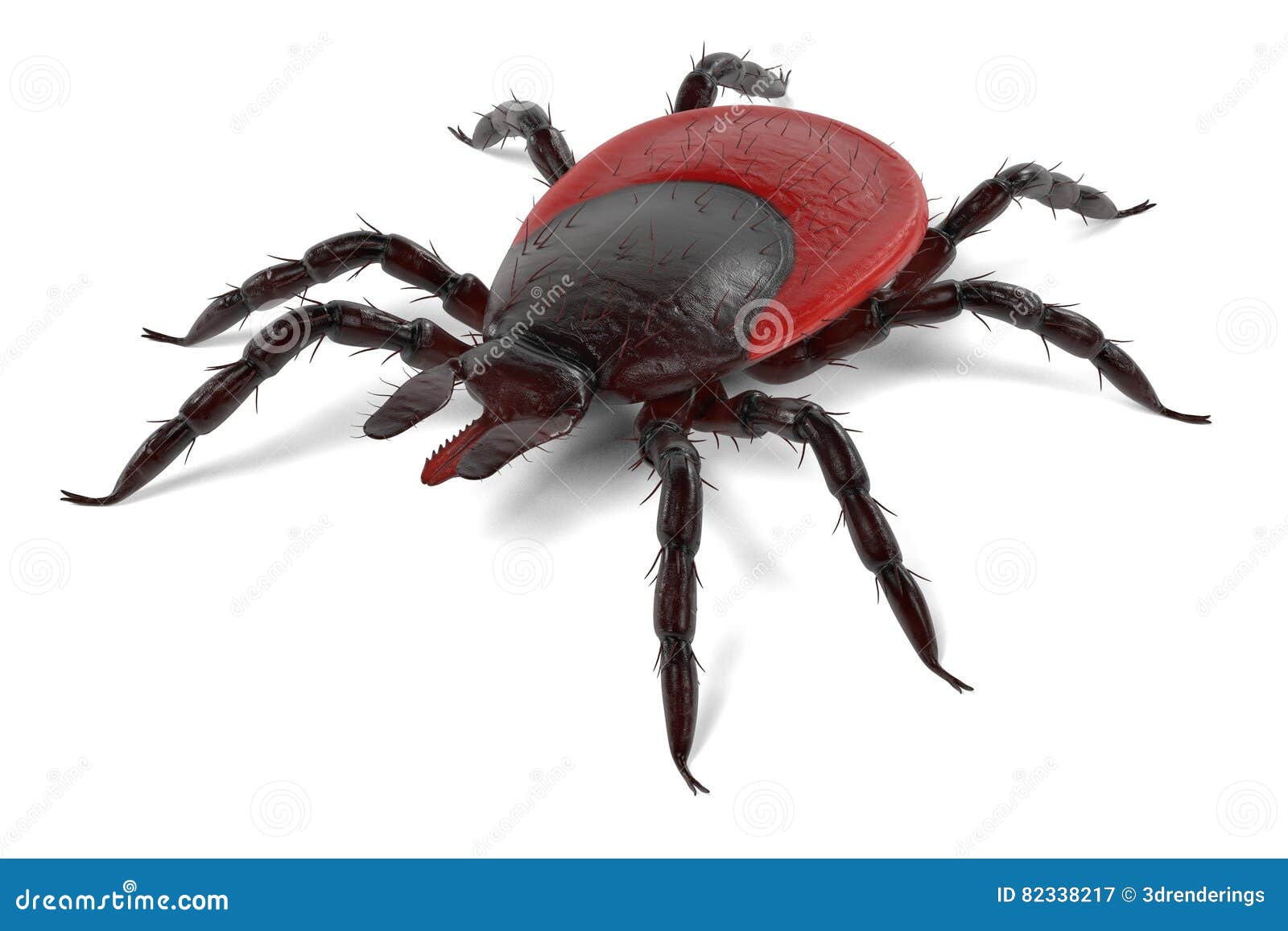 Tick stock illustration. Illustration of animal, realistic - 82338217