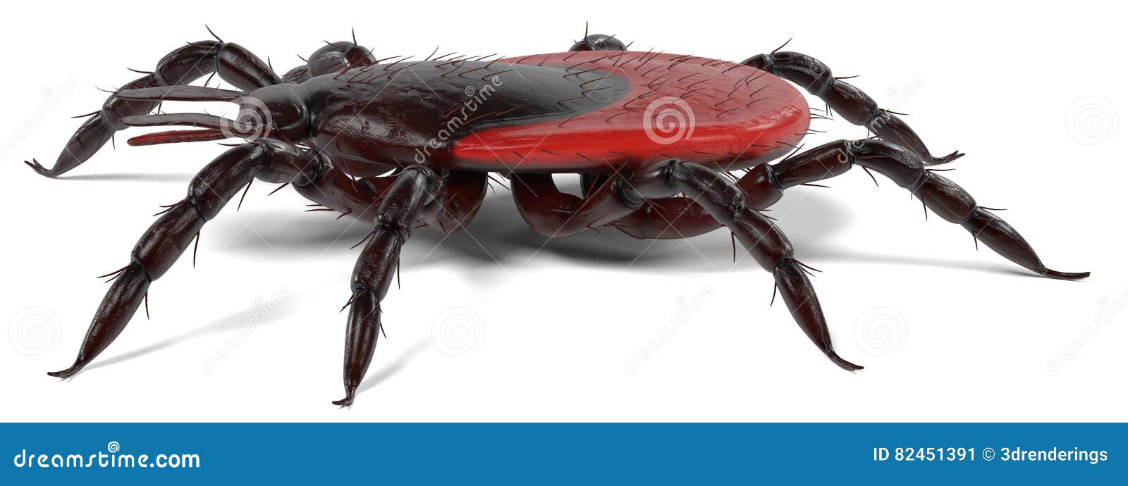 Tick stock illustration. Illustration of ricinus, legged - 82451391