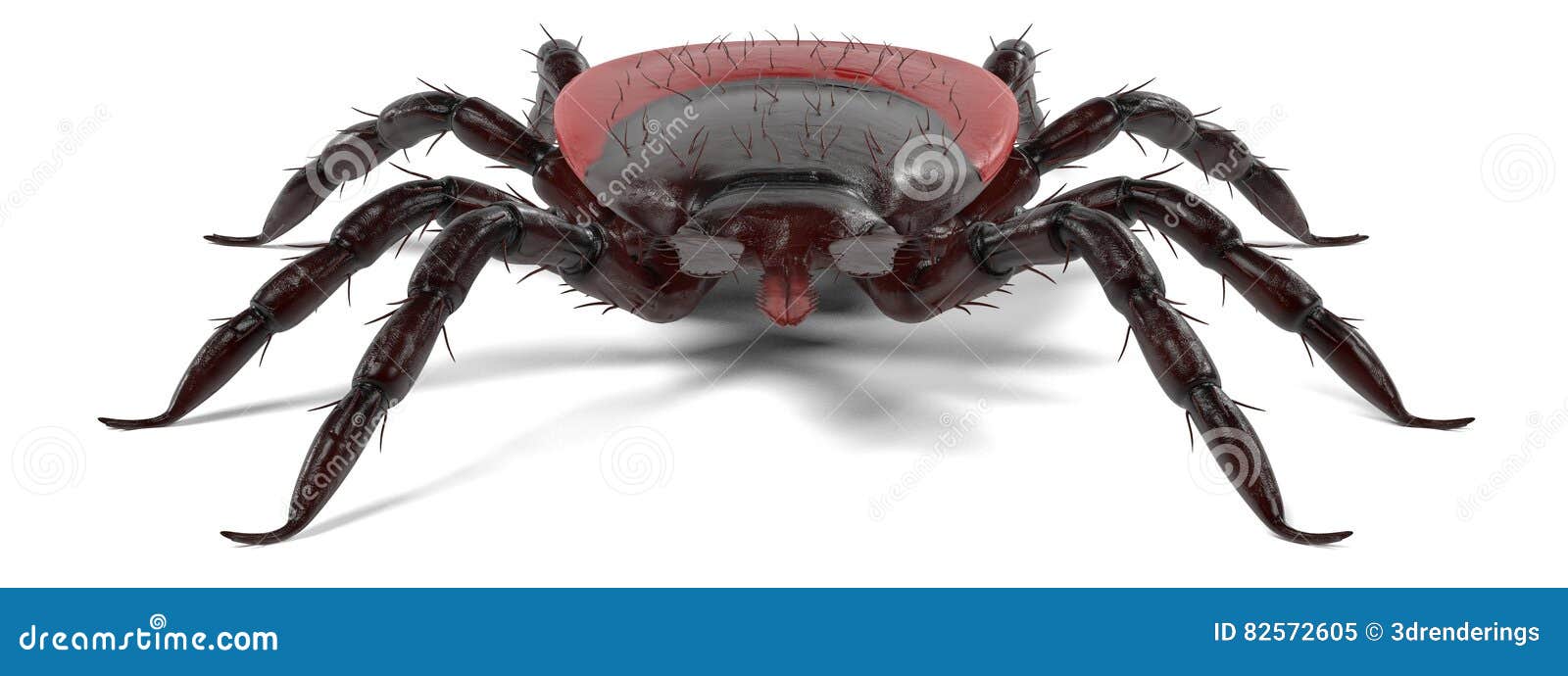 Tick stock illustration. Illustration of parasite, arthropoda - 82572605