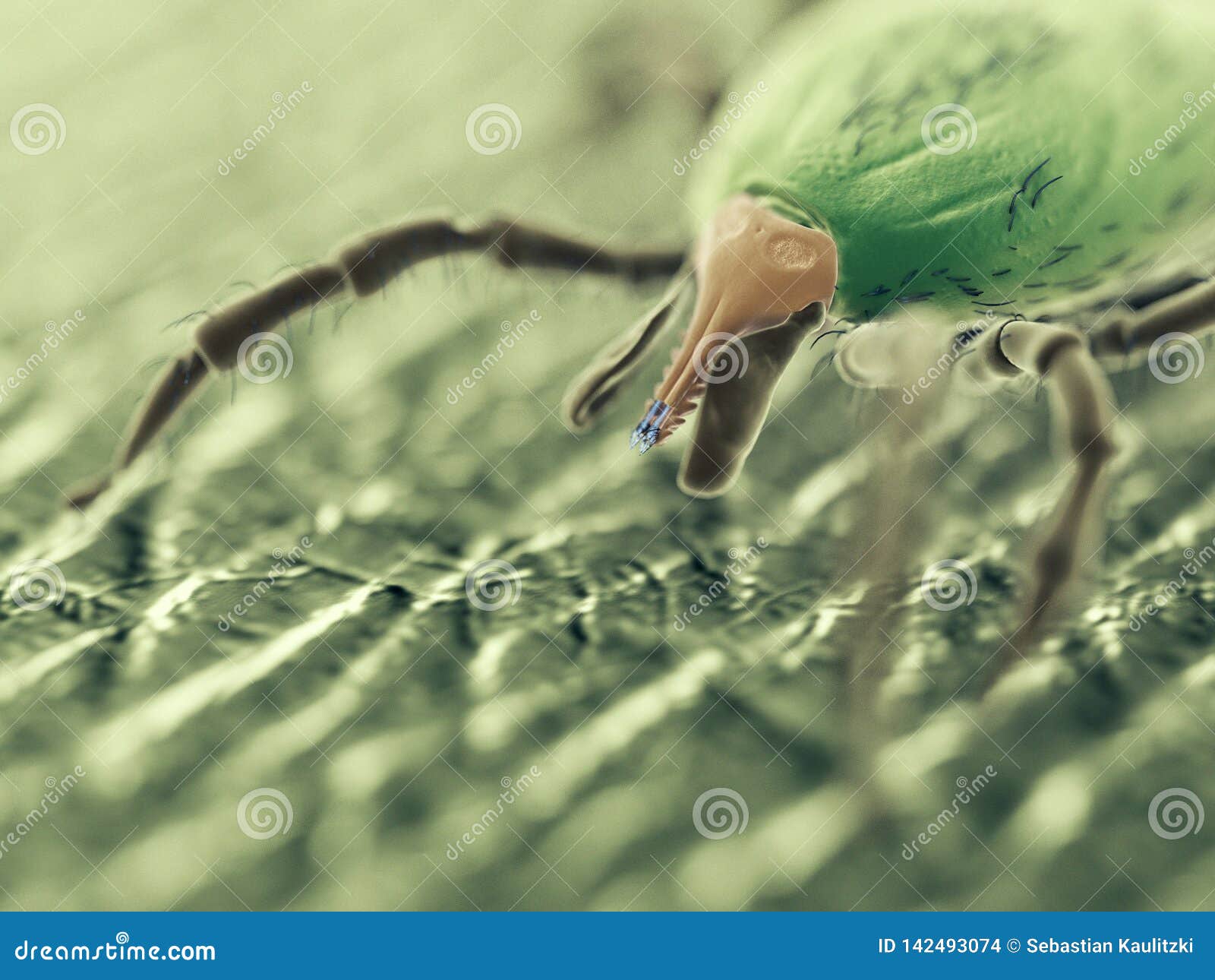 A tick - sem style stock illustration. Illustration of acarus - 142493074