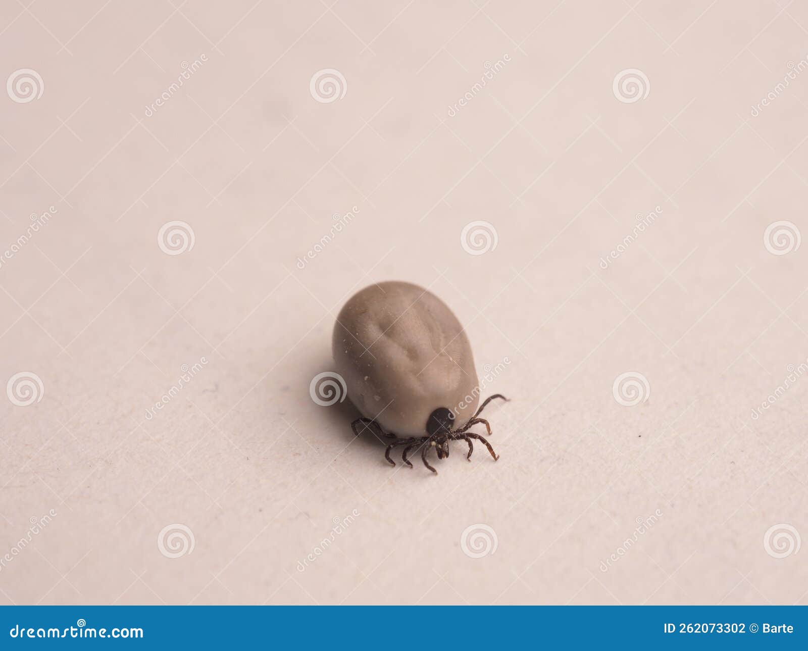 A tick on a sheet of paper stock photo. Image of studio - 262073302