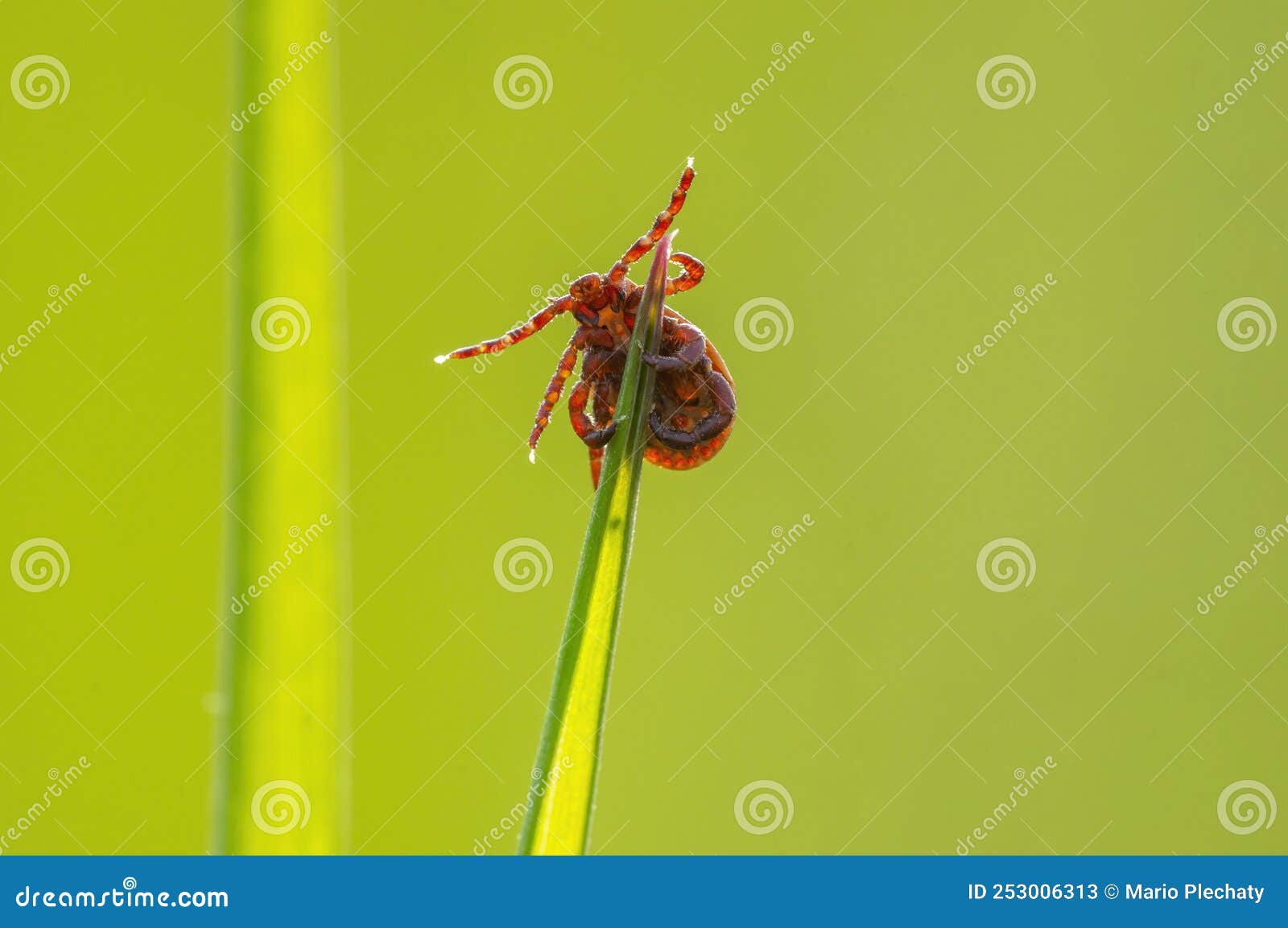 One Tick Sits on a Blade of Grass Stock Image - Image of insect ...