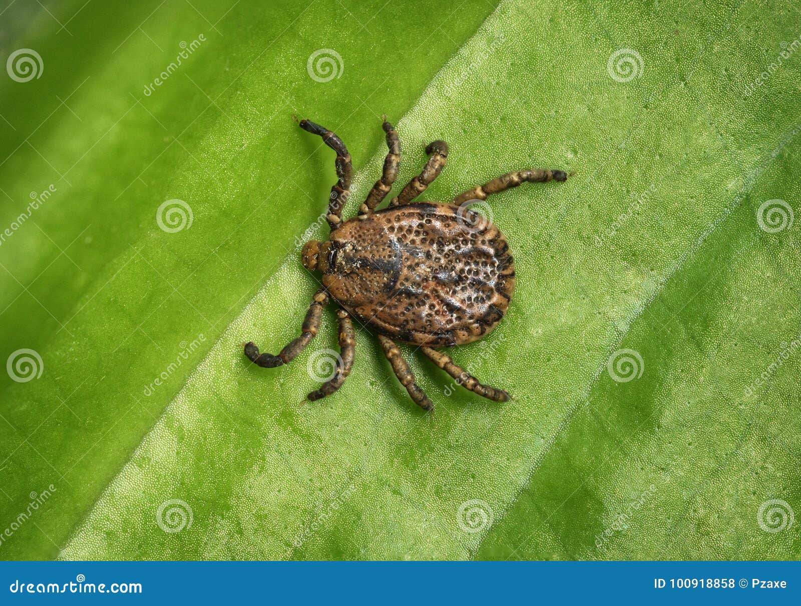 Tick sits on a green leaf stock photo. Image of herb - 100918858