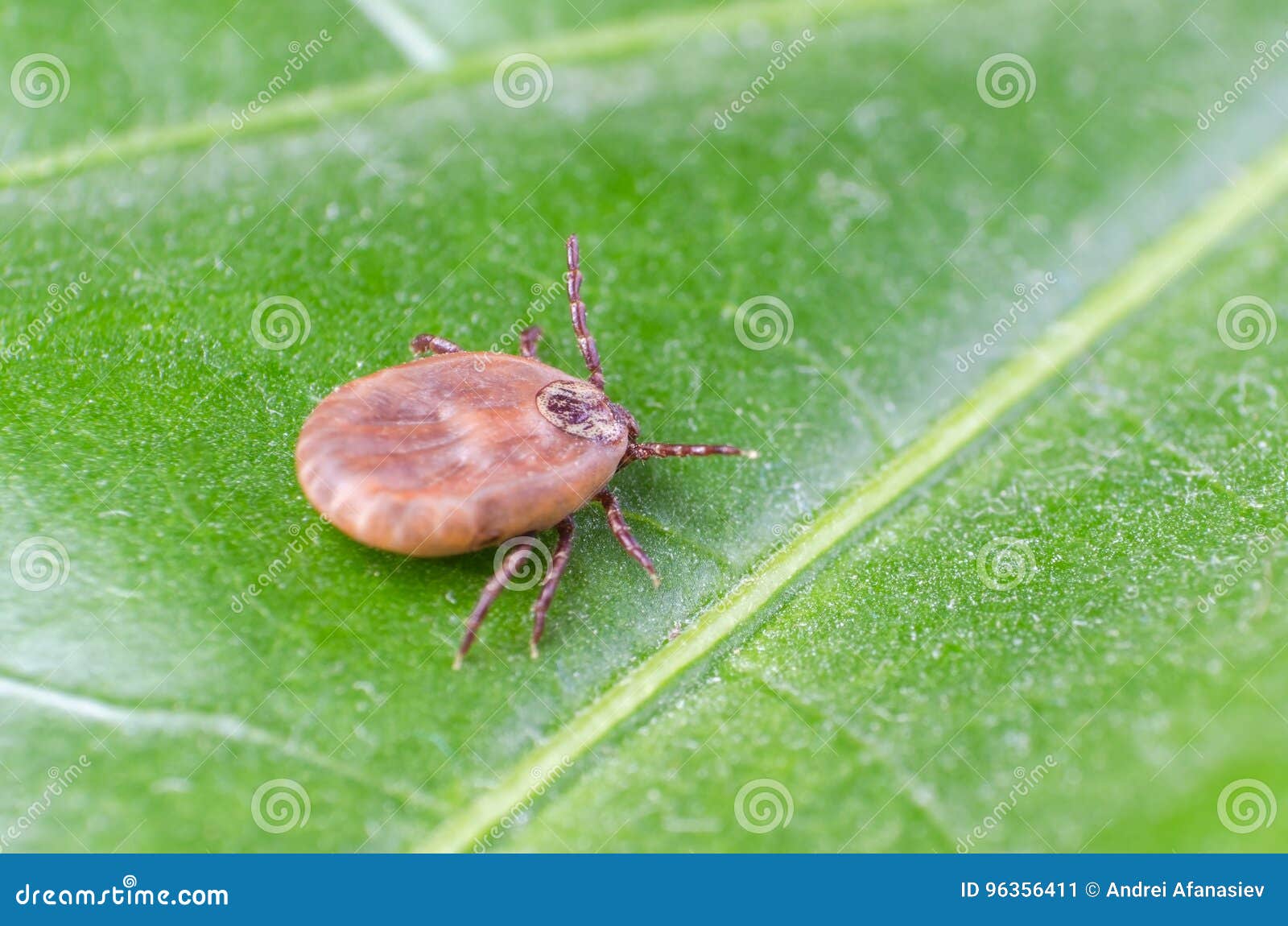 The Tick is Sitting on a Green Leaf Stock Image - Image of full, bite ...