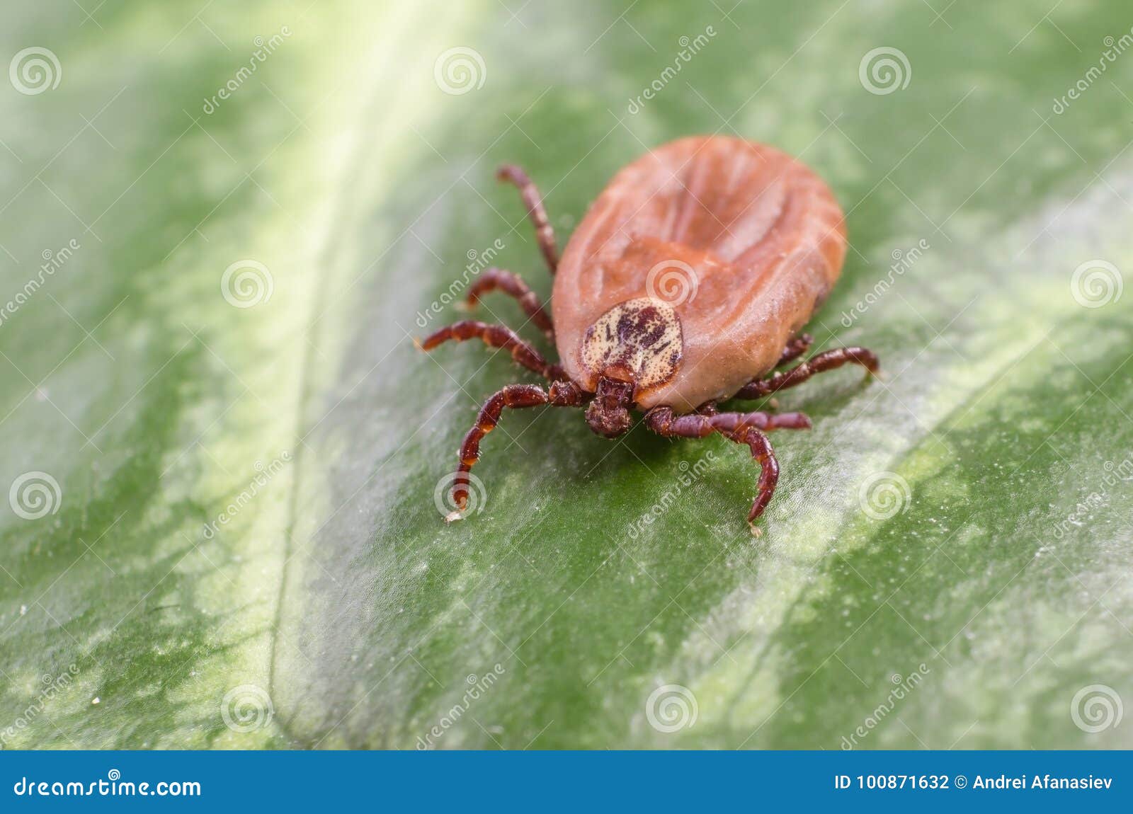 The Tick is Sitting on a Green Leaf Stock Photo - Image of feeding ...