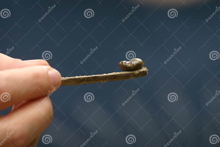 Tick on stick stock photo. Image of bugs, parasites, fingers - 1030876