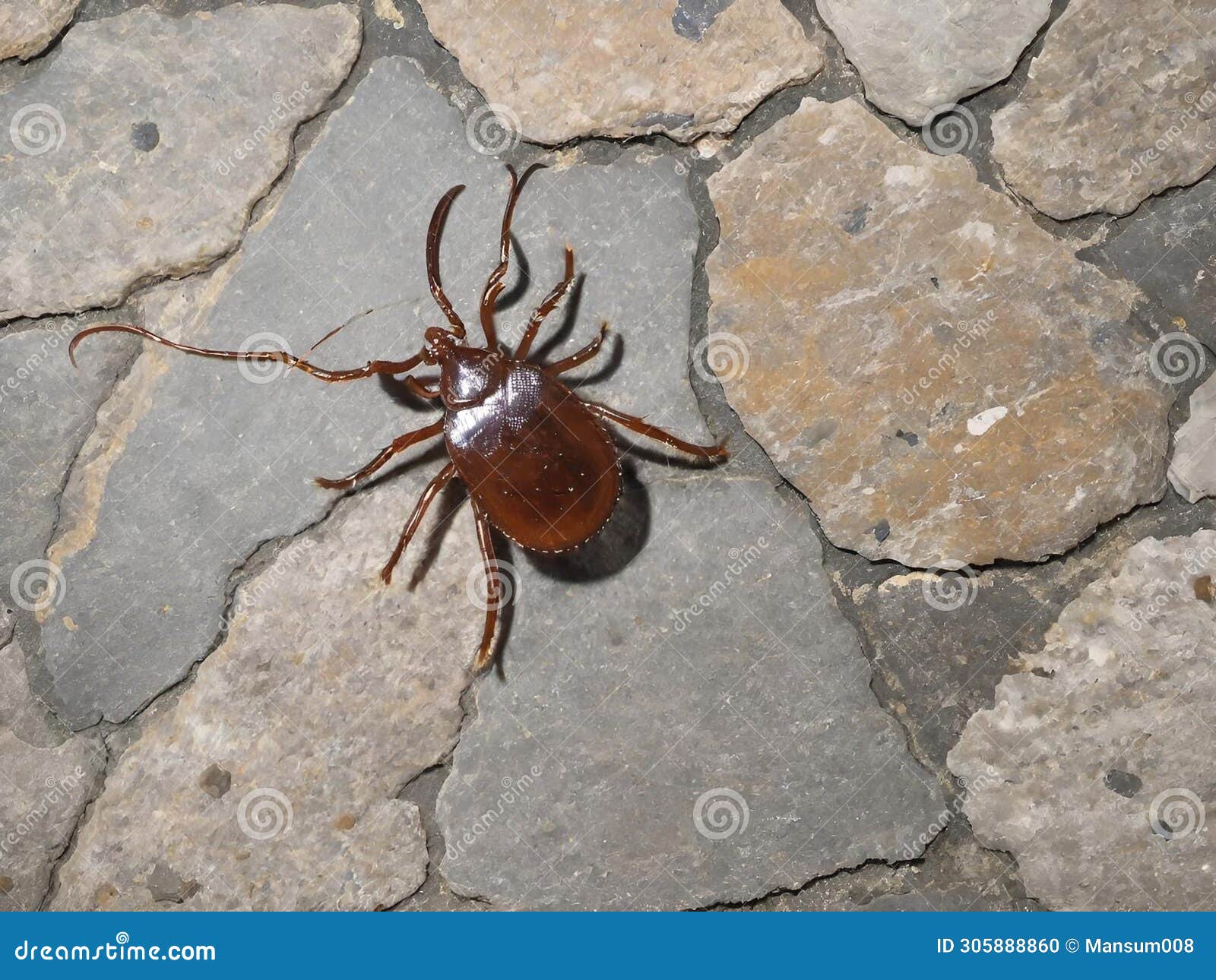 A tick on a stone floor stock illustration. Illustration of animal ...