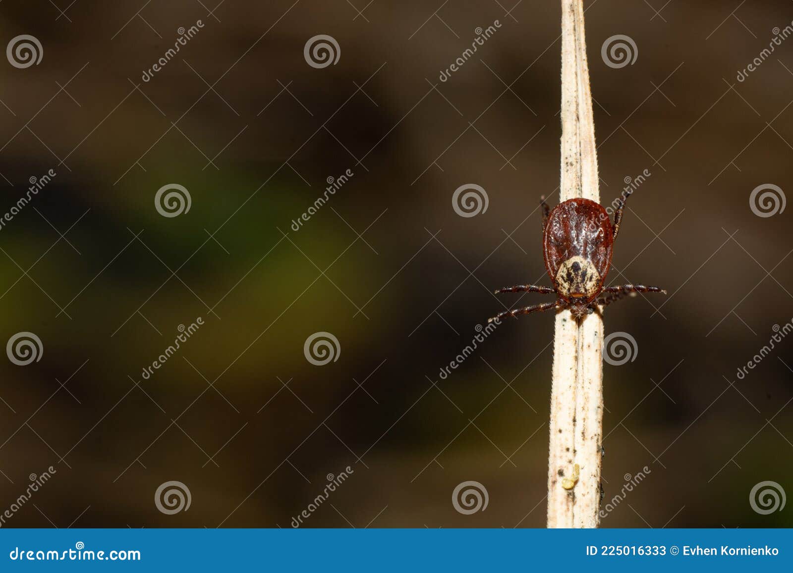 Tick on straw stock image. Image of parasite, disease - 225016333