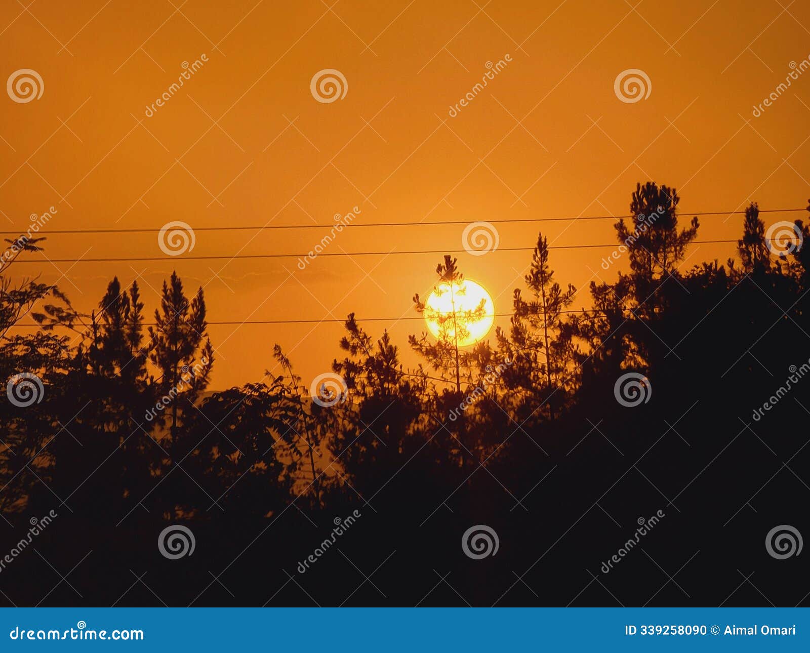 Tick sun picture stock photo. Image of tick, pict - 339258090