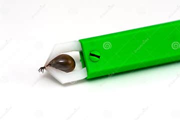 Tick with a Tick-forceps Isolated on White Stock Image - Image of ...