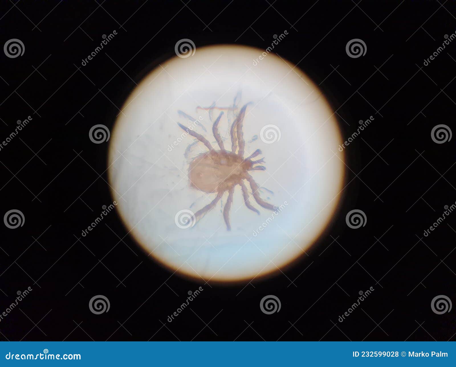 Tick under microscope stock photo. Image of miniature - 232599028