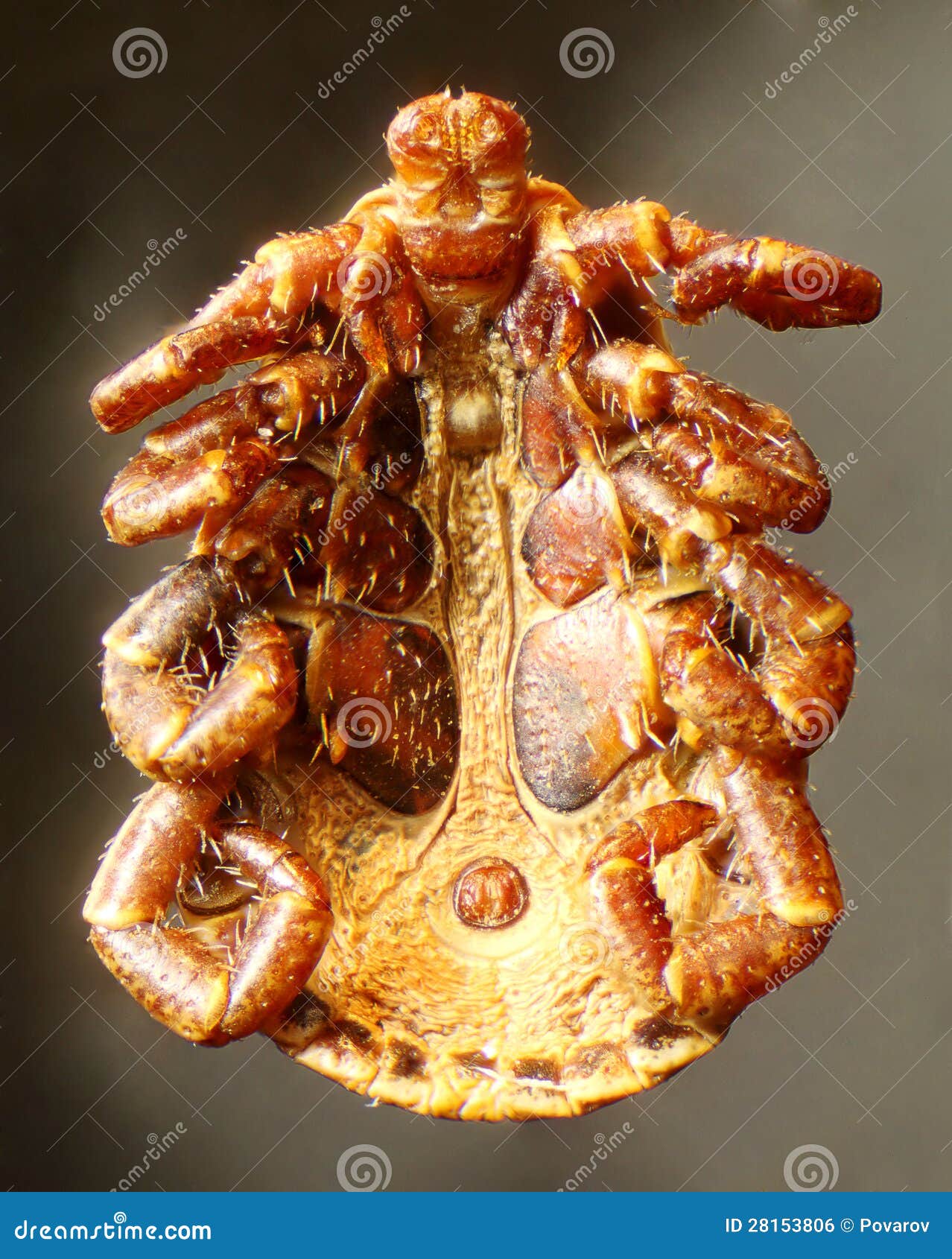 Tick under the microscope stock photo. Image of animal - 28153806