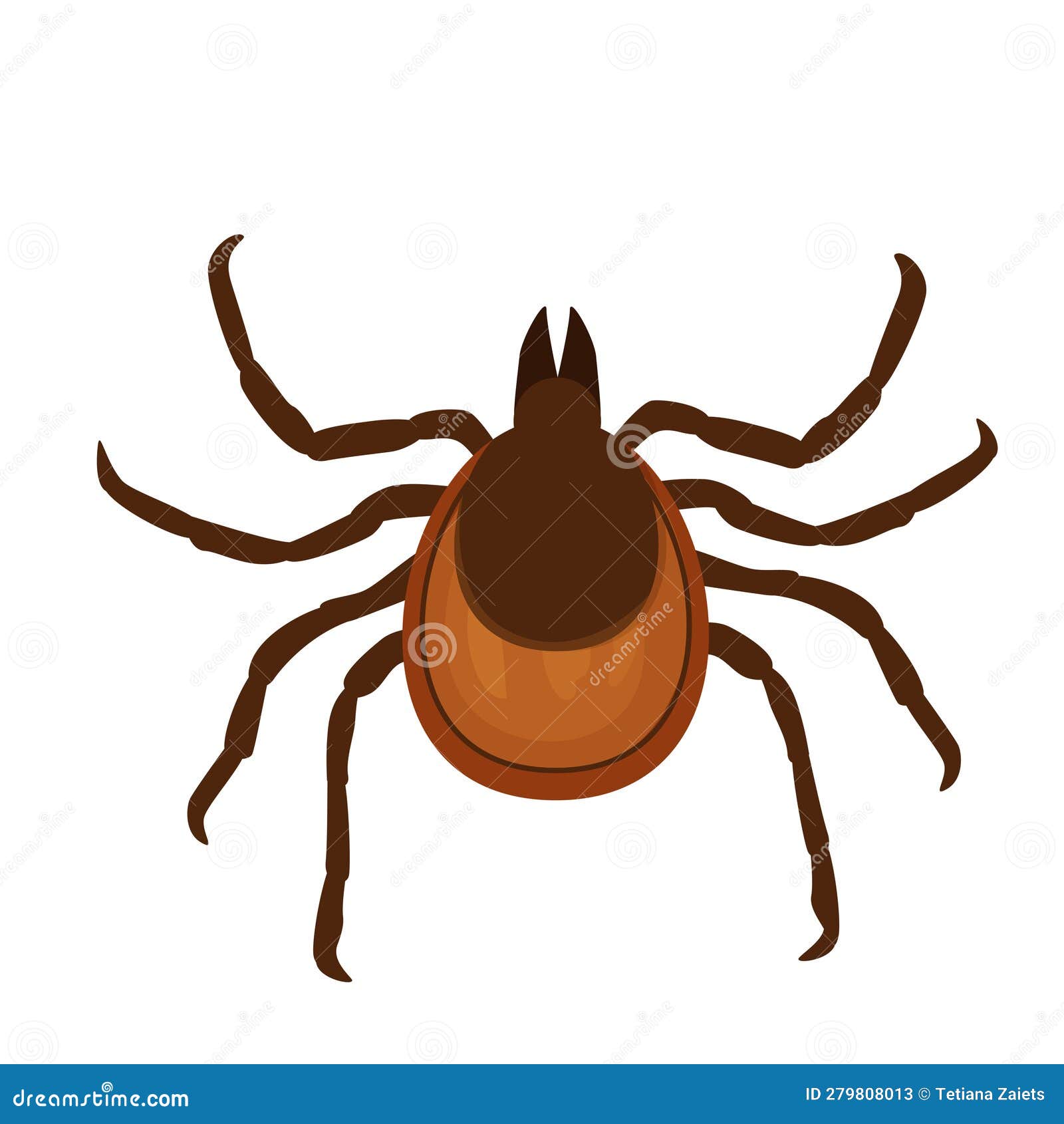 Tick Vector Illustration. Insect is Simple Flat Style Isolated on White ...