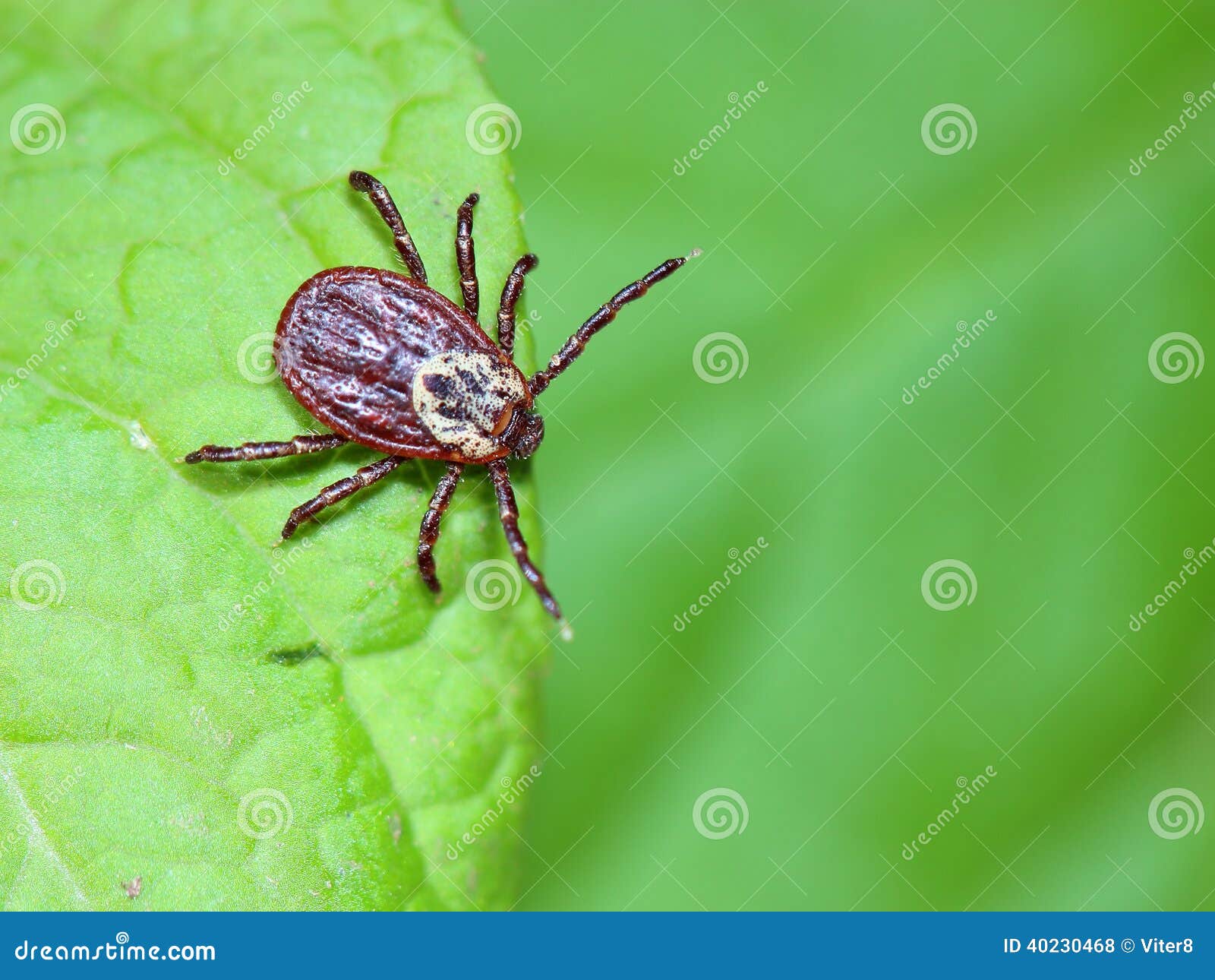 The Tick Waiting on a Green Leaf in the Forest Stock Photo - Image of ...