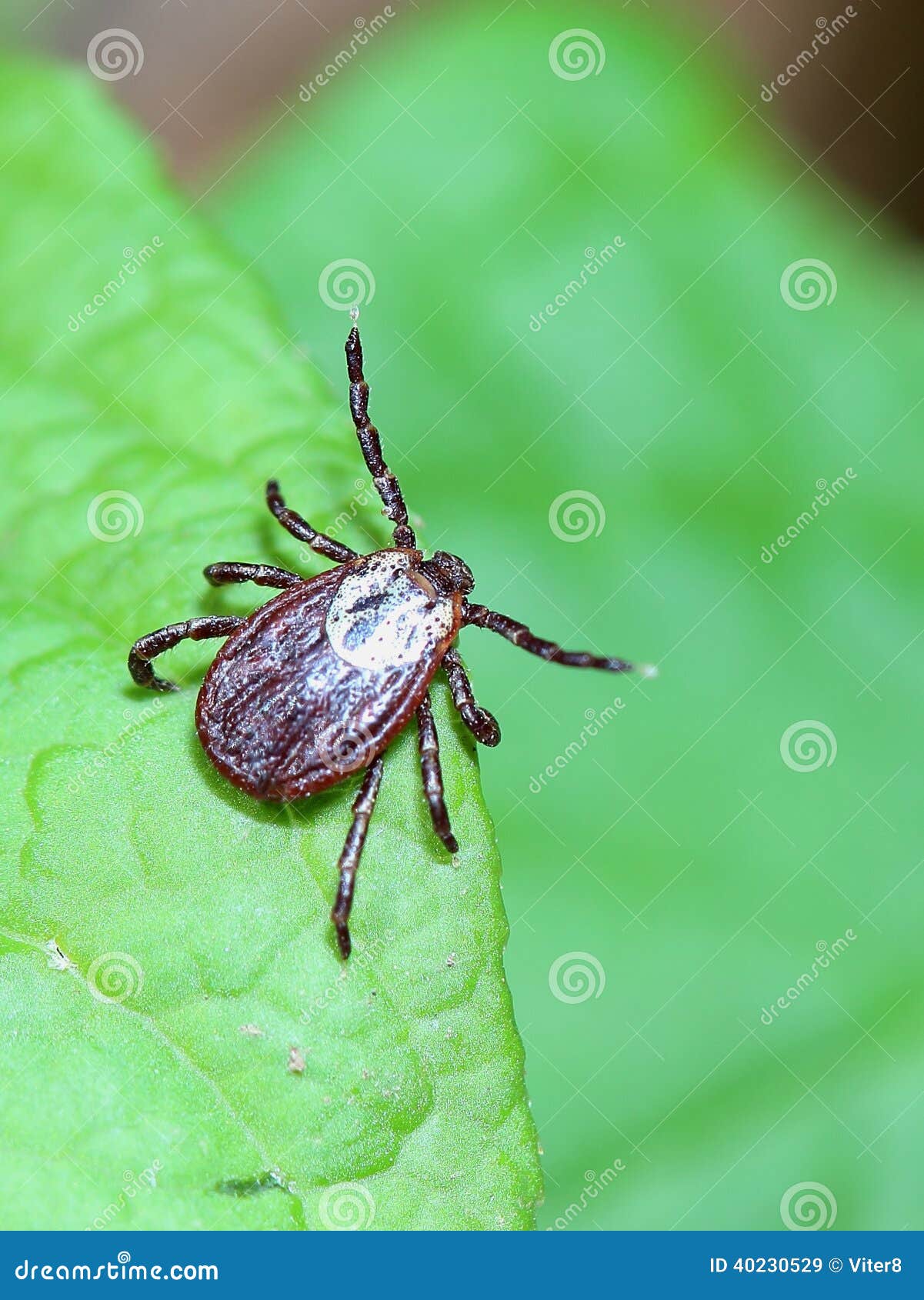 The Tick Waiting on a Green Leaf in the Forest Stock Image - Image of ...
