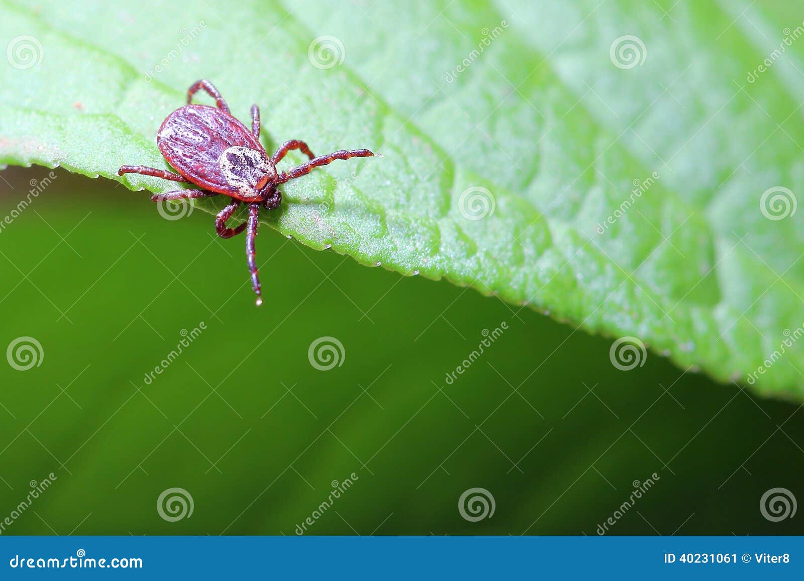 The Tick Waiting on a Green Leaf in the Forest Stock Image - Image of ...