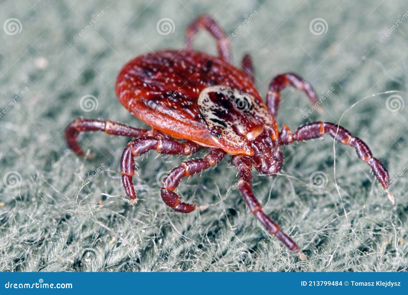 Tick Walking on Clothes. High Magnification. Stock Photo - Image of ...