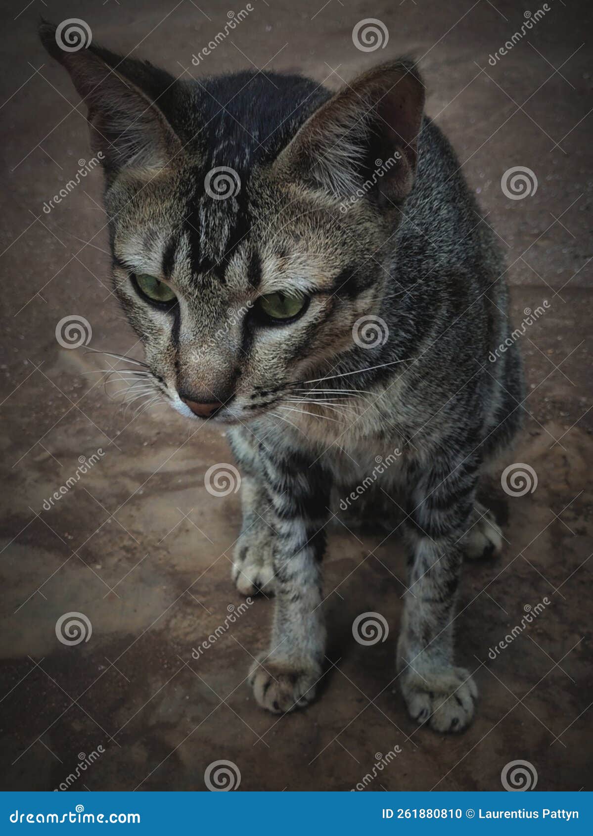 Ticked Tabby Royalty-Free Stock Image | CartoonDealer.com #261880810