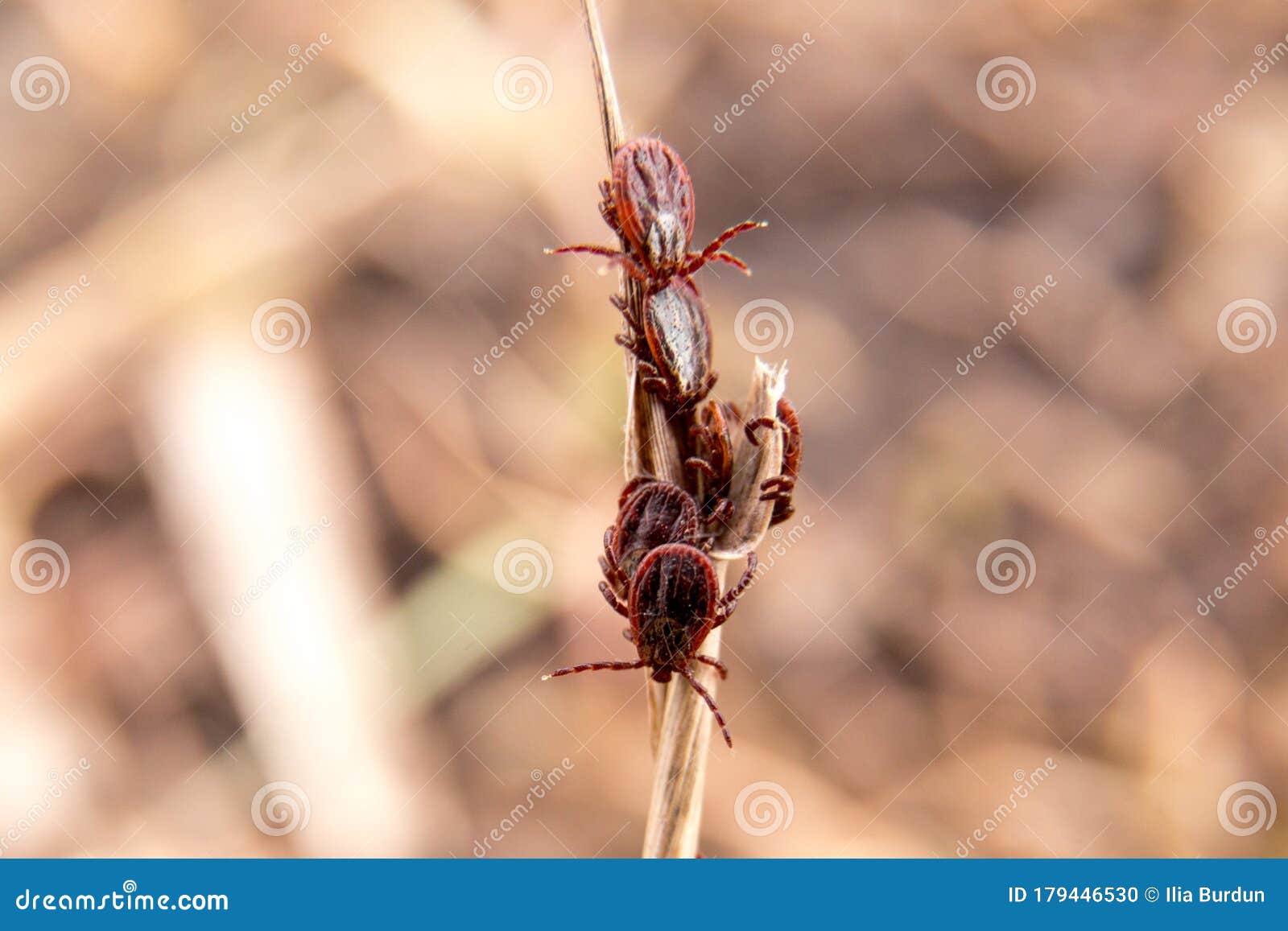 Tickes on the Long Stick in the Forest. Stock Photo - Image of mite ...