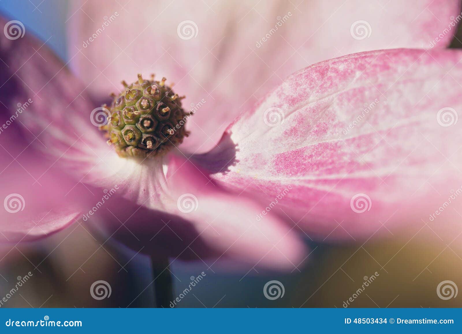 Tickled Pink stock photo. Image of fineart, pastels, floral - 48503434