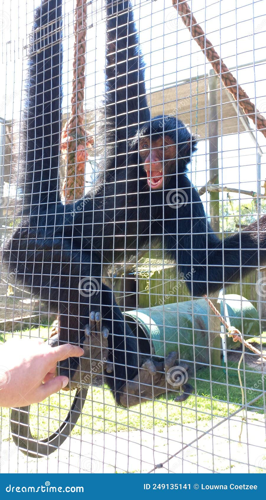 Monkey loves his tickles stock image. Image of little - 249135141