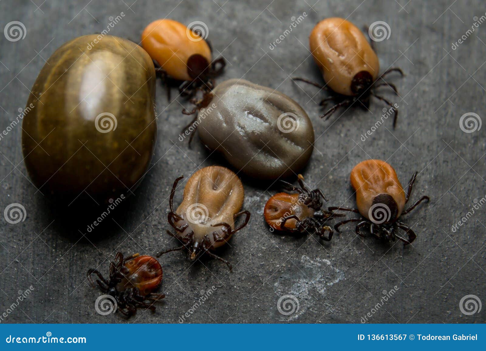 Ticks on black background stock image. Image of sizes - 136613567