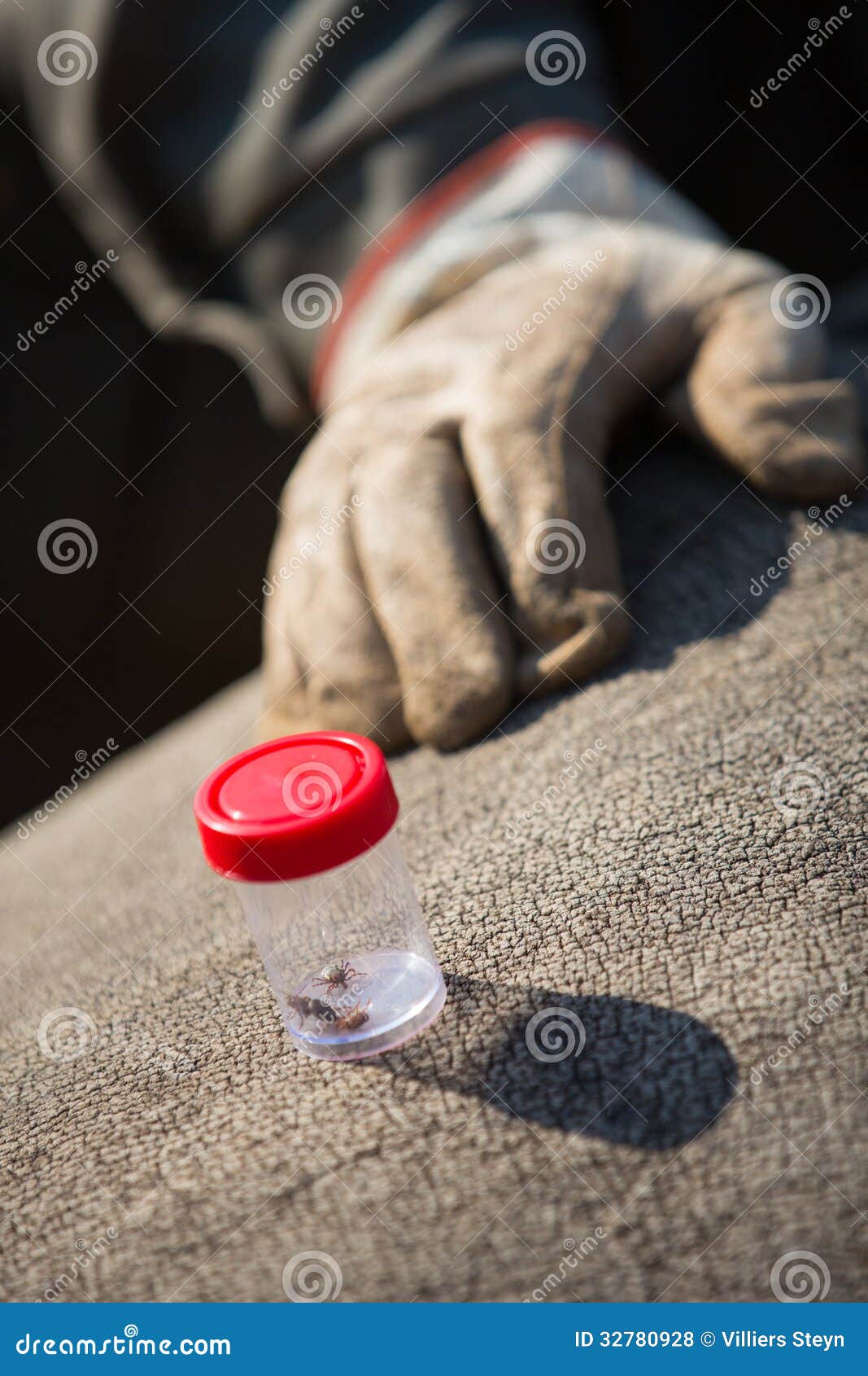 Ticks in a bottle stock photo. Image of vertical, side - 32780928