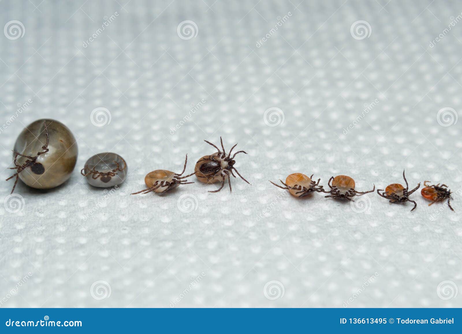 Ticks on White Background, Ticks Cocktail Stock Image - Image of host ...