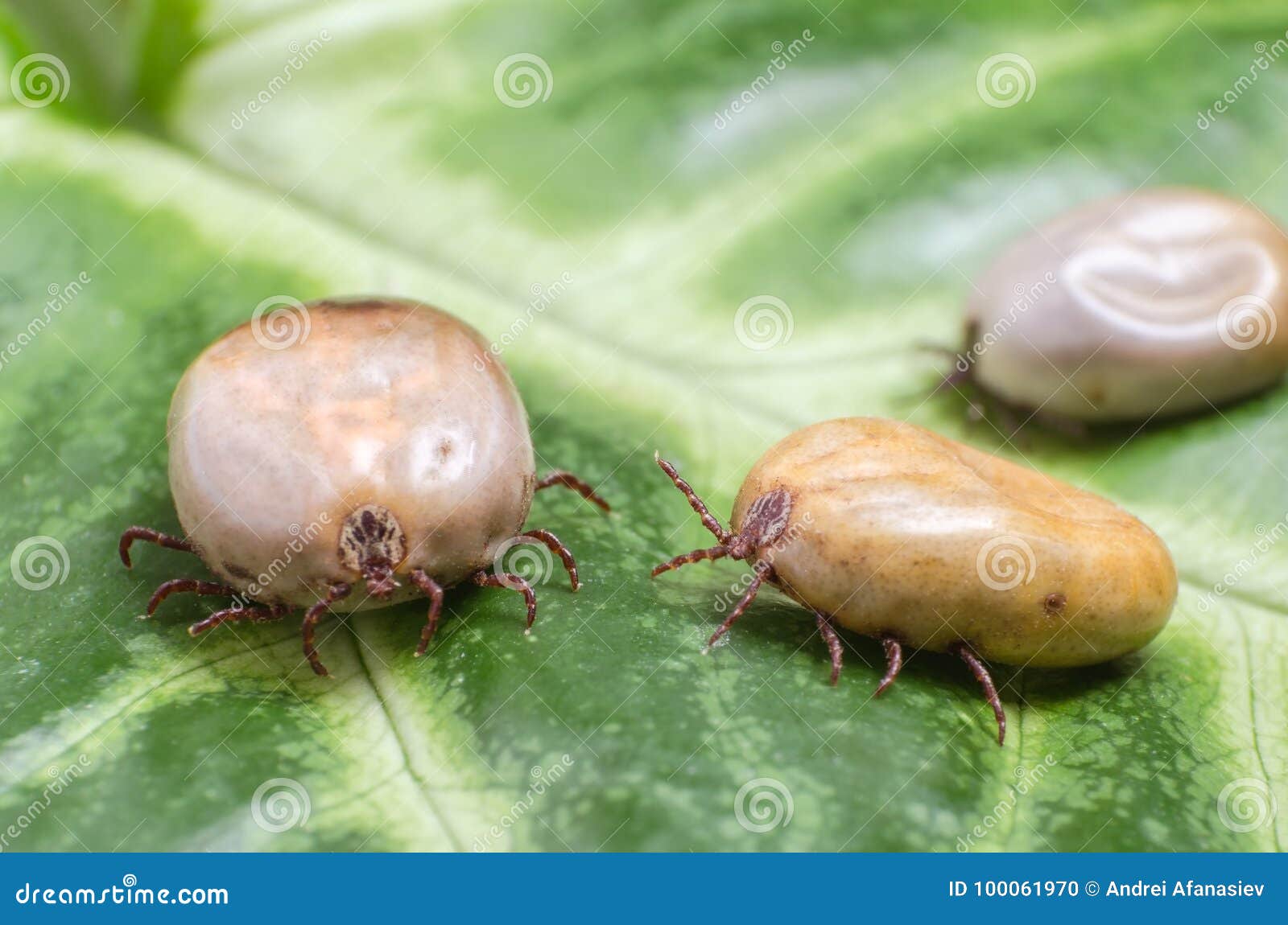 Ticks Filled With Blood Sit On A Green Leaf Stock Image | CartoonDealer ...