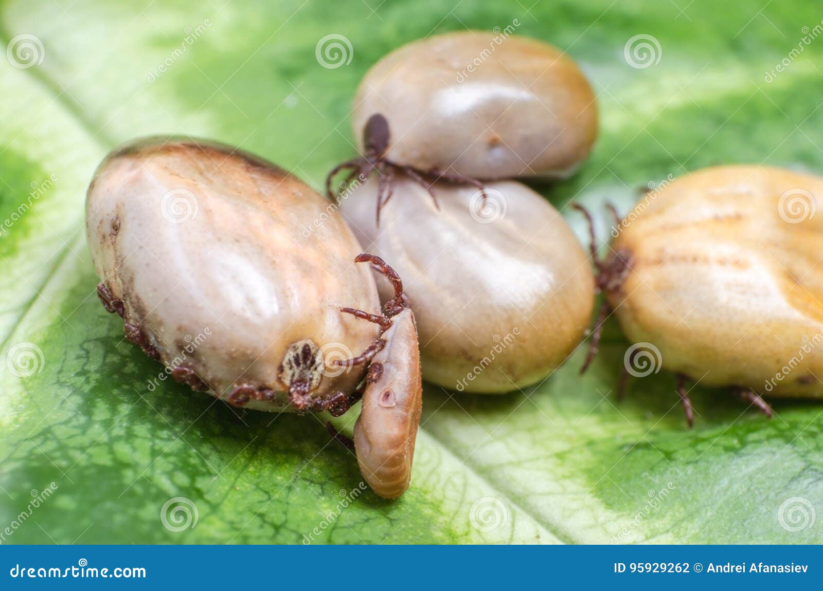 Ticks Filled With Blood Sit On A Green Leaf Stock Photography ...