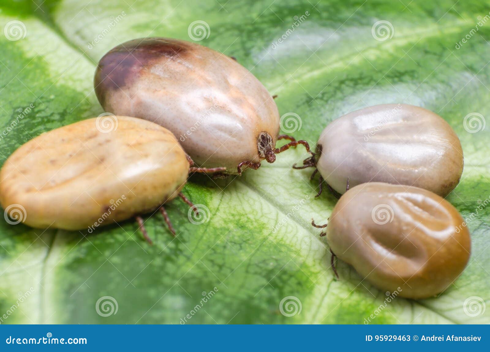 Ticks Filled with Blood Sit on a Green Leaf Stock Image - Image of ...
